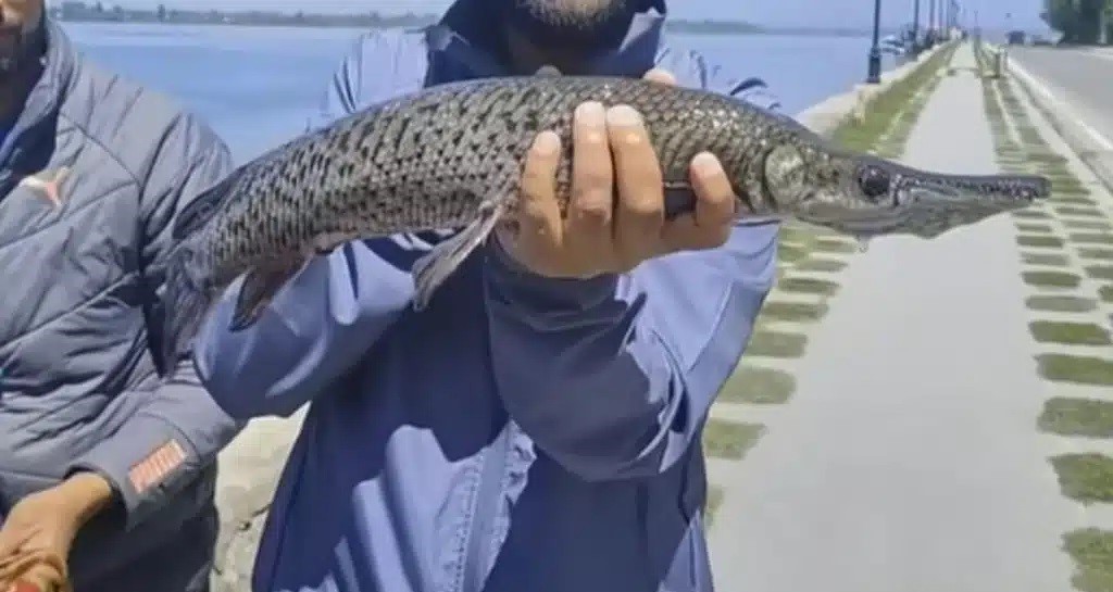 Alligator Gar Fish In Dal Lake: Alarm Bells Ring Among Scientists